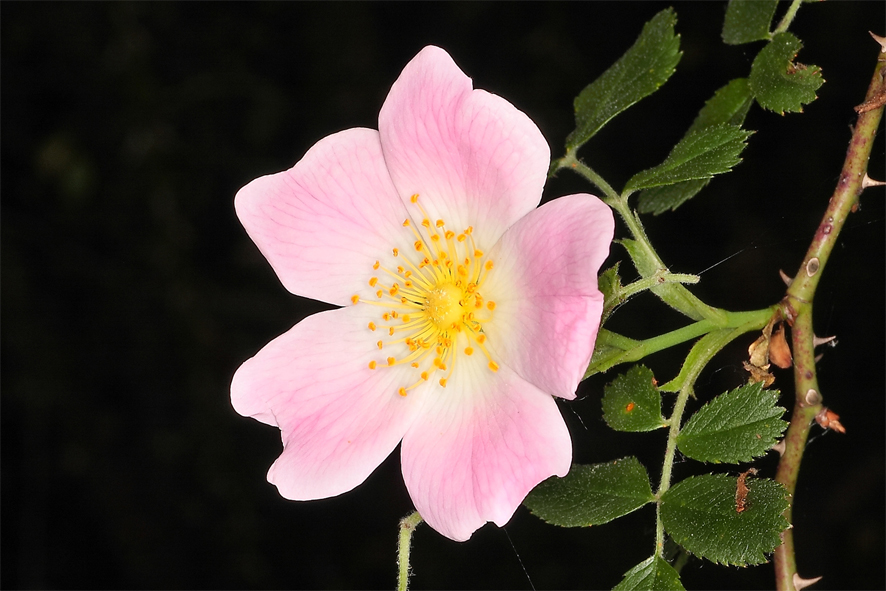 Die Hunds-Rose – Königin der Hecke - Naturschutzbund Oberösterreich