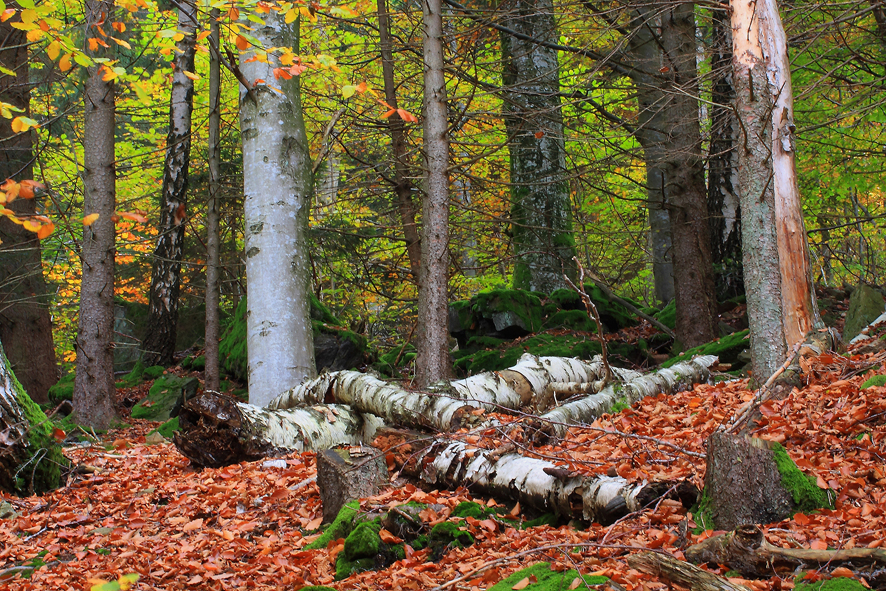Lebensgrundlage Totholz im Wald - Naturschutzbund Oberösterreich