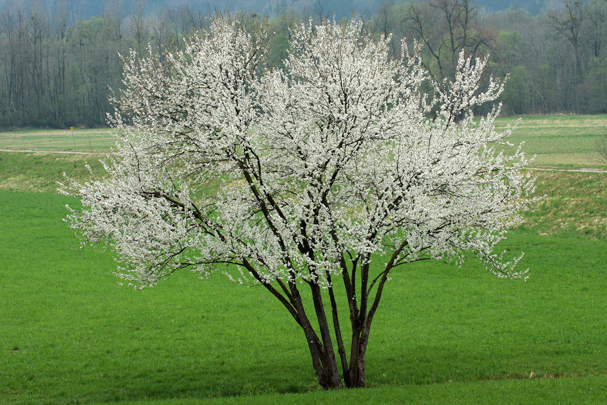 Die Schlehe – ein Strauch der Superlative - Naturschutzbund Oberösterreich