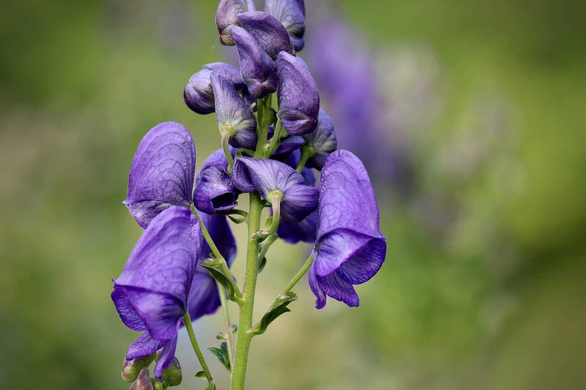 Mehr als nur Grün: Der Blaue Eisenhut - Naturschutzbund Oberösterreich