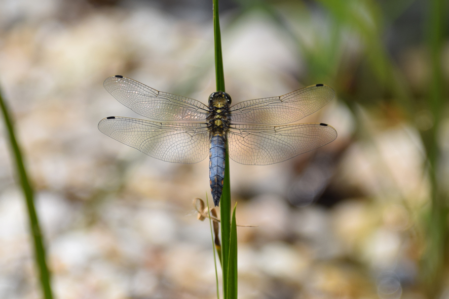 Rekorde der heimischen Natur: Libellen – Wendige Jäger der Lüfte ...