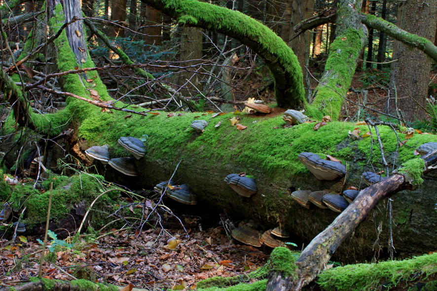 Totholz und alte Wälder - Naturschutzbund Oberösterreich