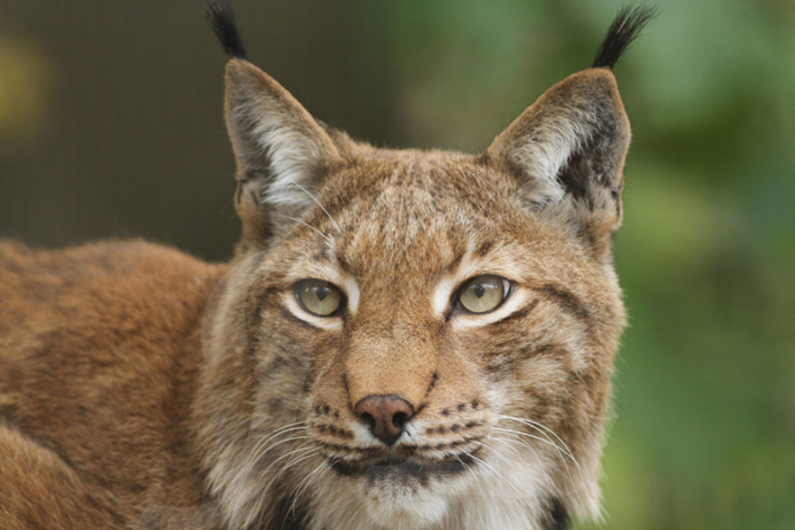 Luchs - Naturschutzbund Oberösterreich